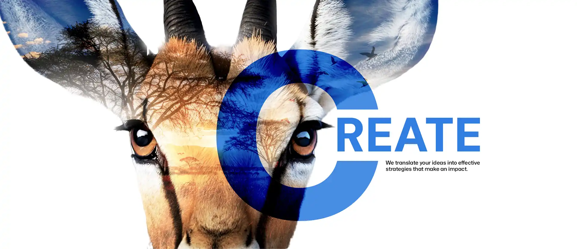 Packaging - Gazelle Design